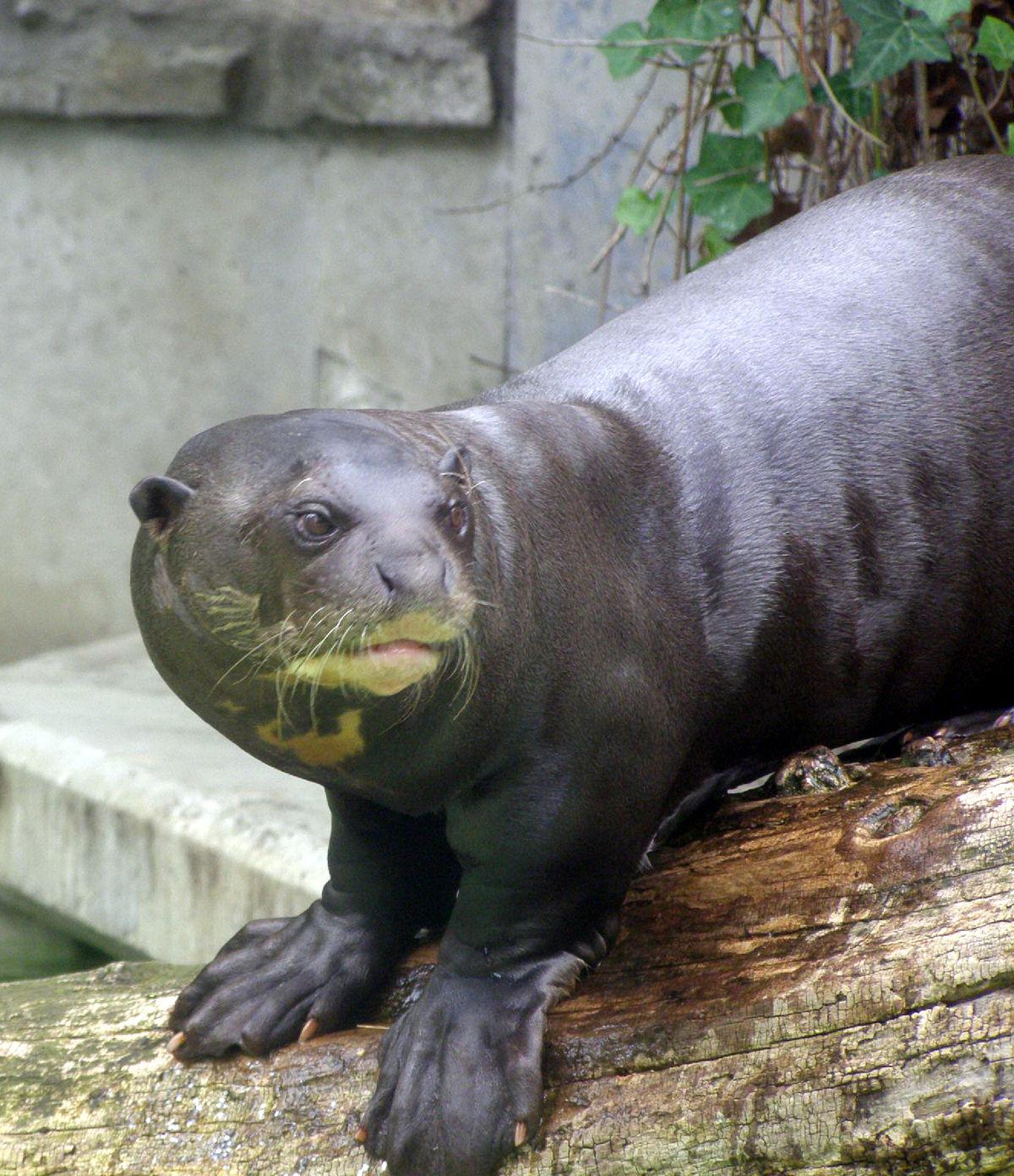Estos cuatro animales existen solo en Latinoamérica | Ekosnegocios